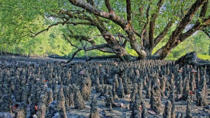 Sundarbans National Park, Bangladesh